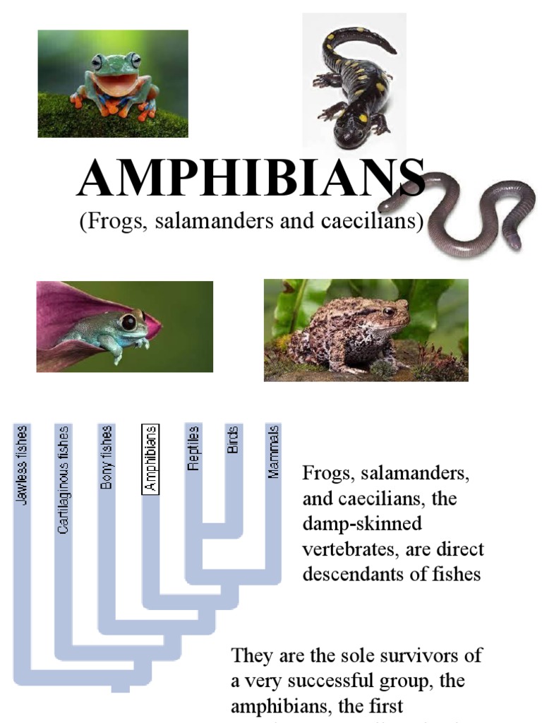 Amphibians | PDF | Amphibian | Frog