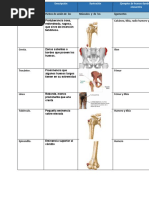 Términos de Lateralidad en Anatomía | PDF | Términos anatómicos de ...