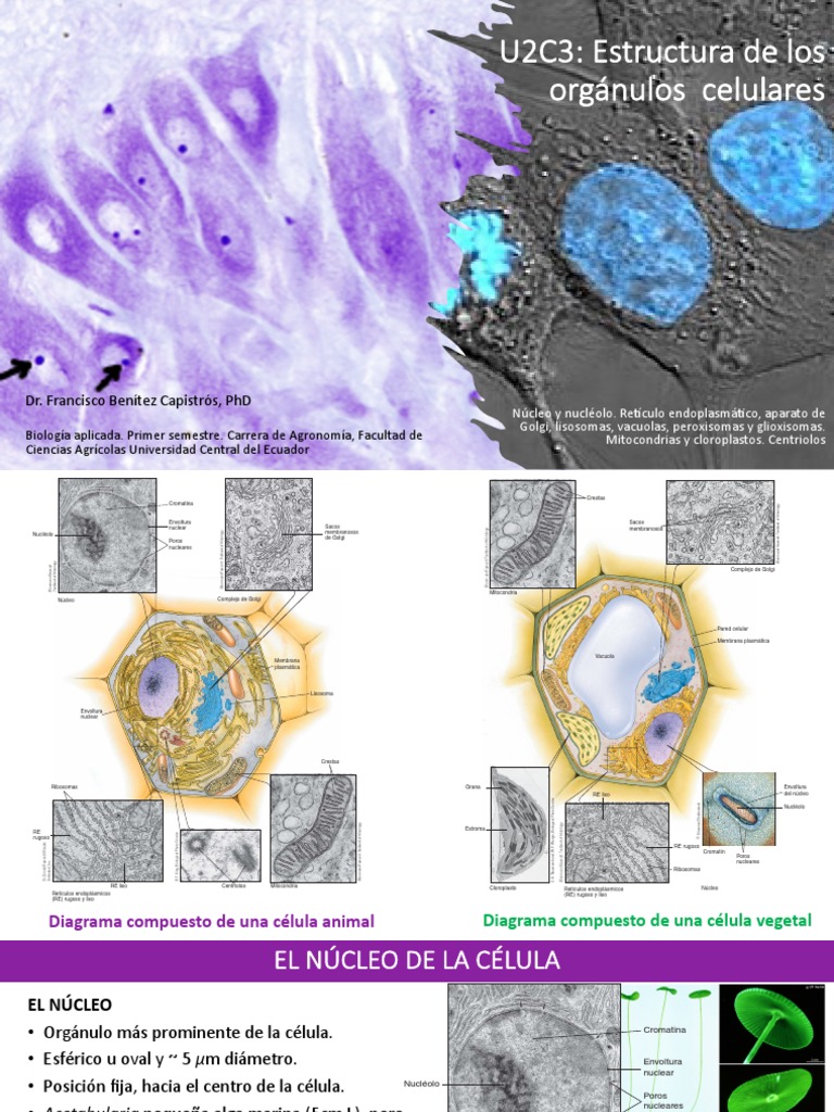 U2C3 - Estructuras Celulares | Download Free PDF | Citoplasma | Nucleo ...