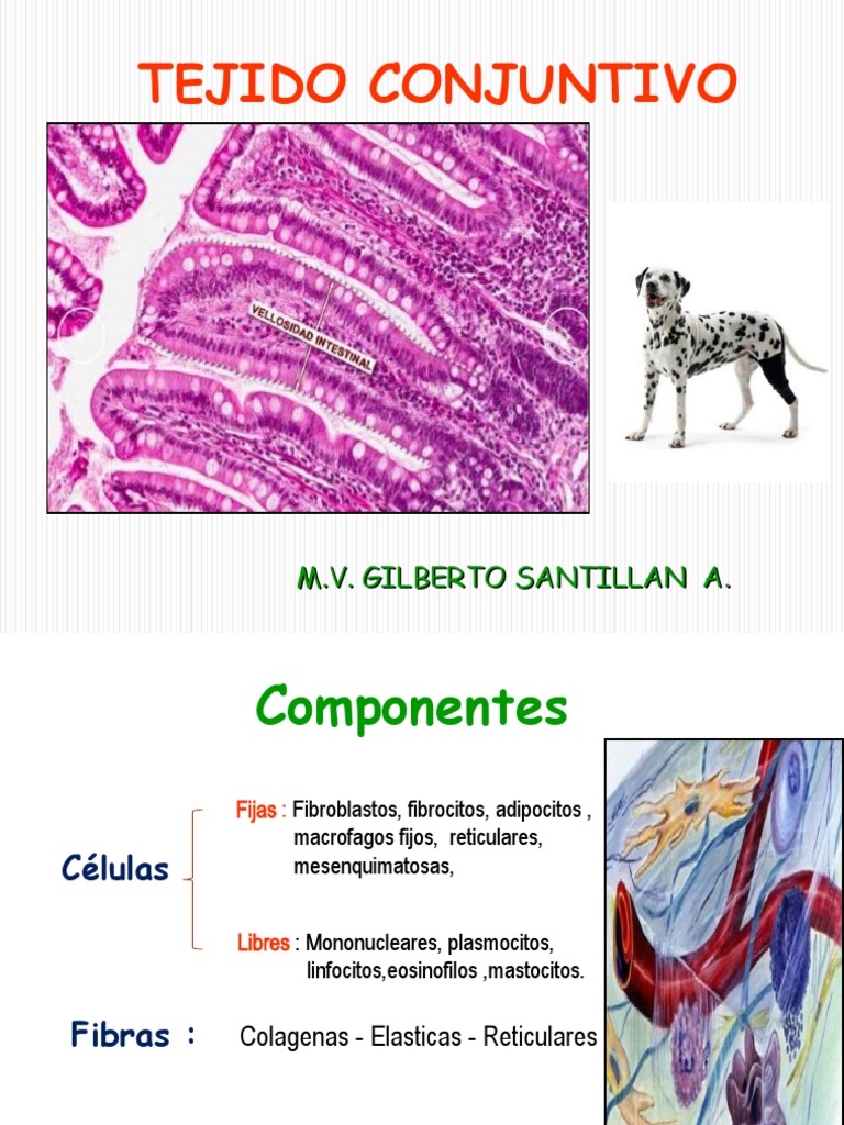 Tejido Conjuntivo General 7 | PDF | Tejido conectivo | La matriz ...