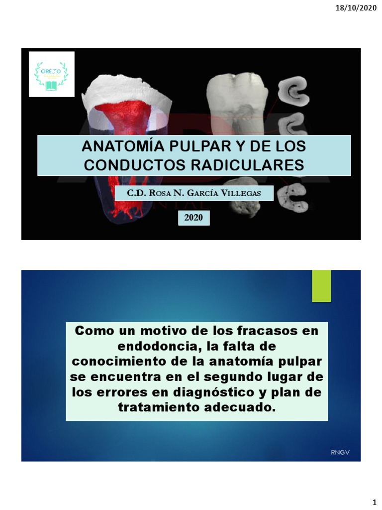 Anatomía Pulpar y Conductos Radiculares | PDF