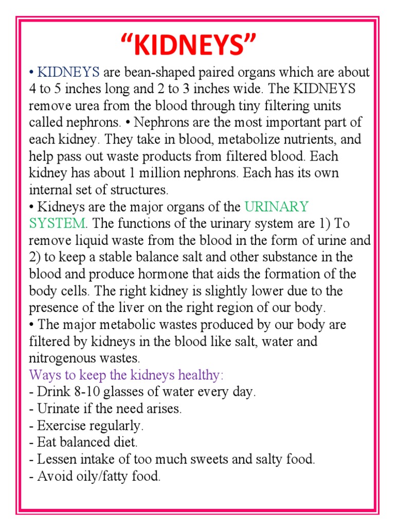 KIDNEYS | PDF