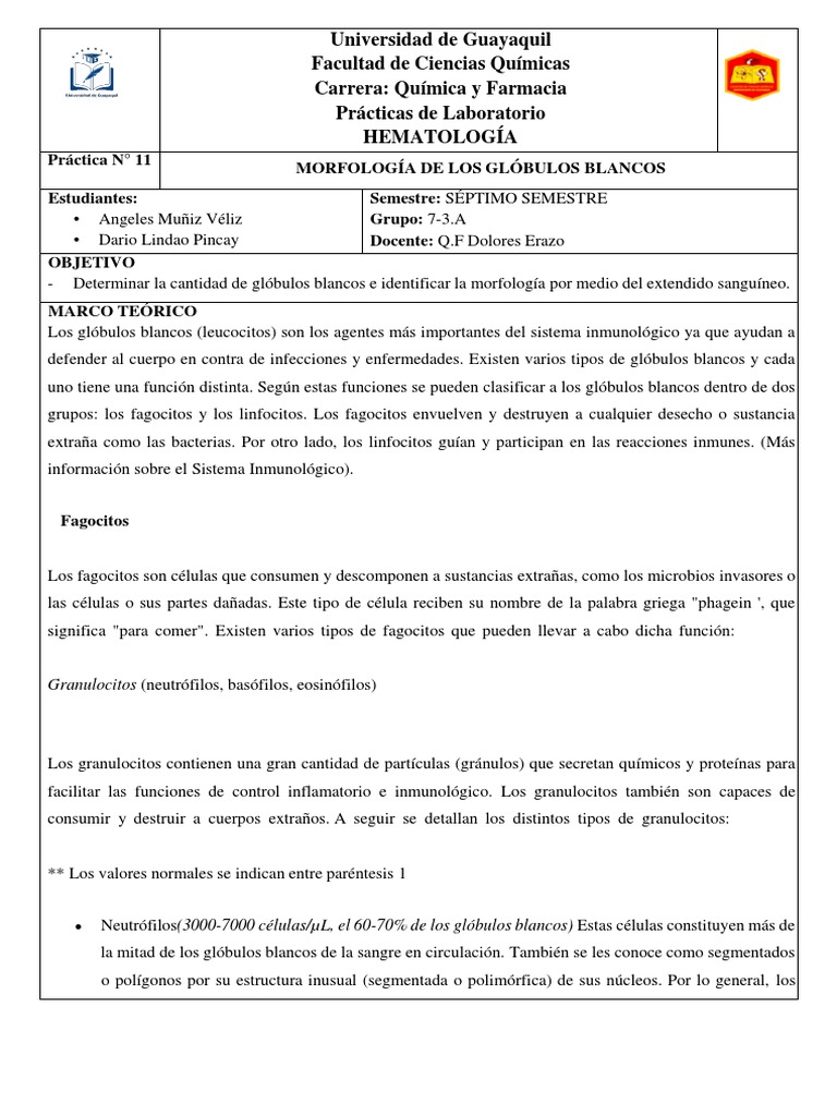 MORFOLOGiA DE LOS GLOBULOS BLANCOS | PDF | Leucocito | Célula T