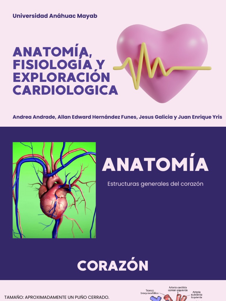 Universidad Anáhuac Mayab: Anatomía, Fisiología Y Exploración ...