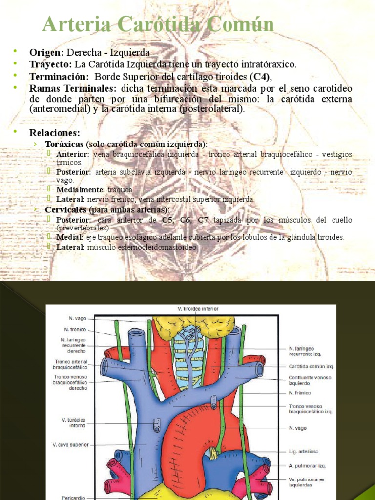 Arteria Carotida Comun e Interna 2016 | PDF | Arteria carótida común ...