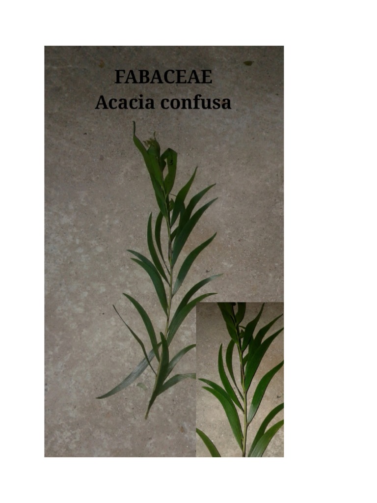 Acacia Confusa | PDF