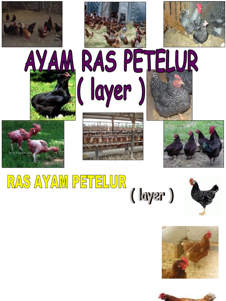 Karakteristik Ayam Layer | PDF | Kesehatan Holistik