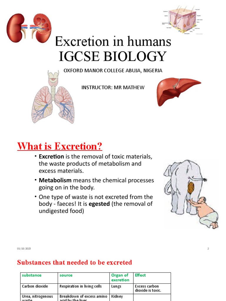Excretion in Humans Igcse | PDF | Kidney | Medical Specialties