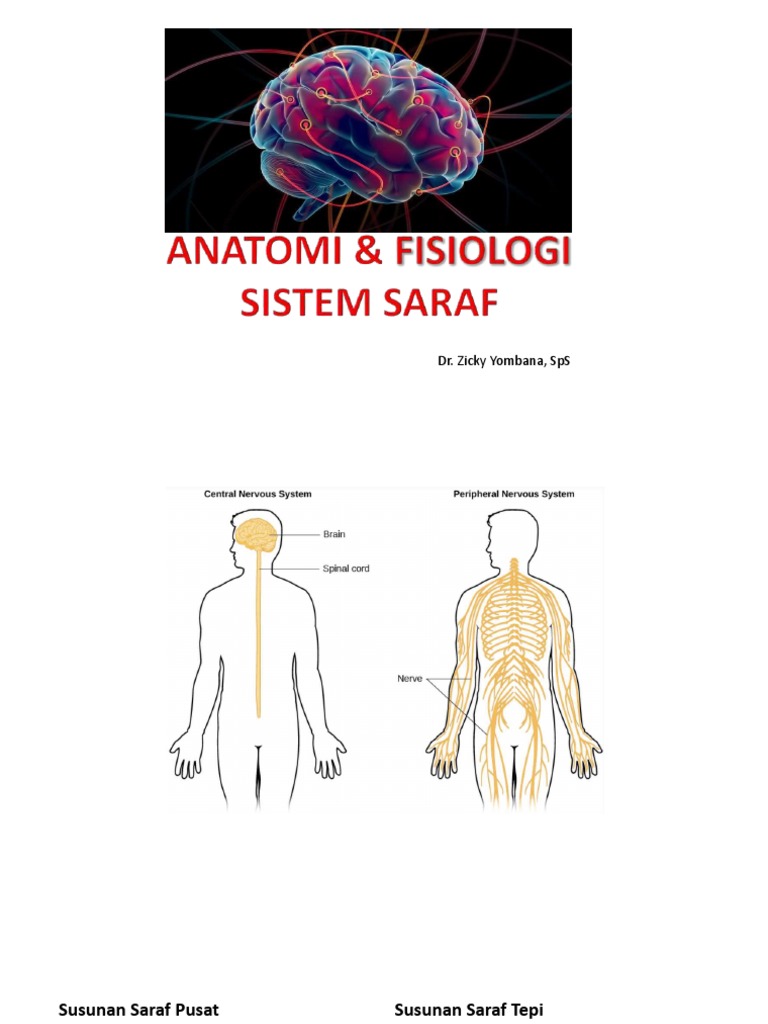 Anatomi & Fisiologi Sistem Saraf - Open | PDF