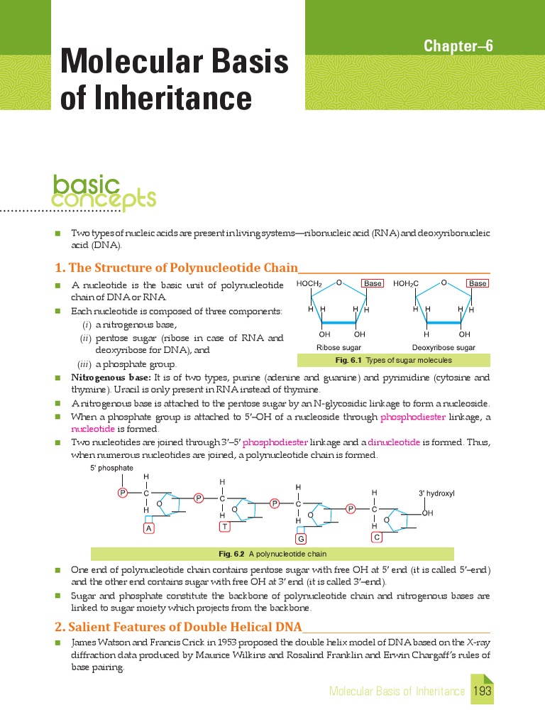 Molecular Inheritance Guide | PDF | Operon | Rna