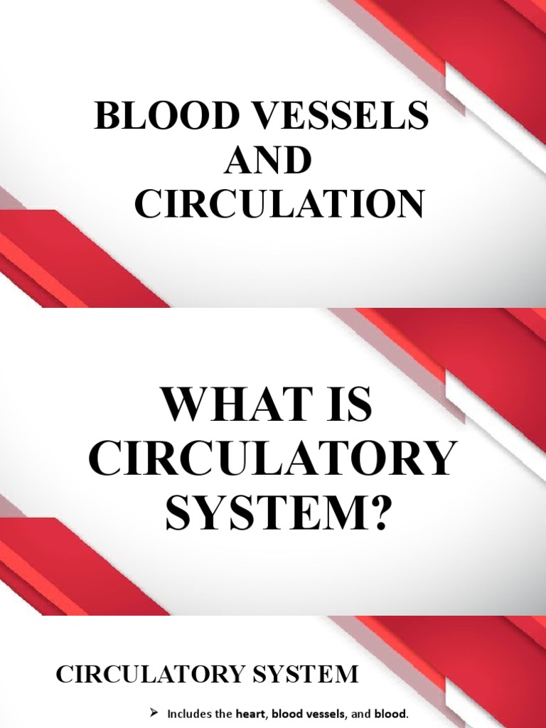 Circulatory System and Blood Vessels | PDF | Aorta | Blood Vessel