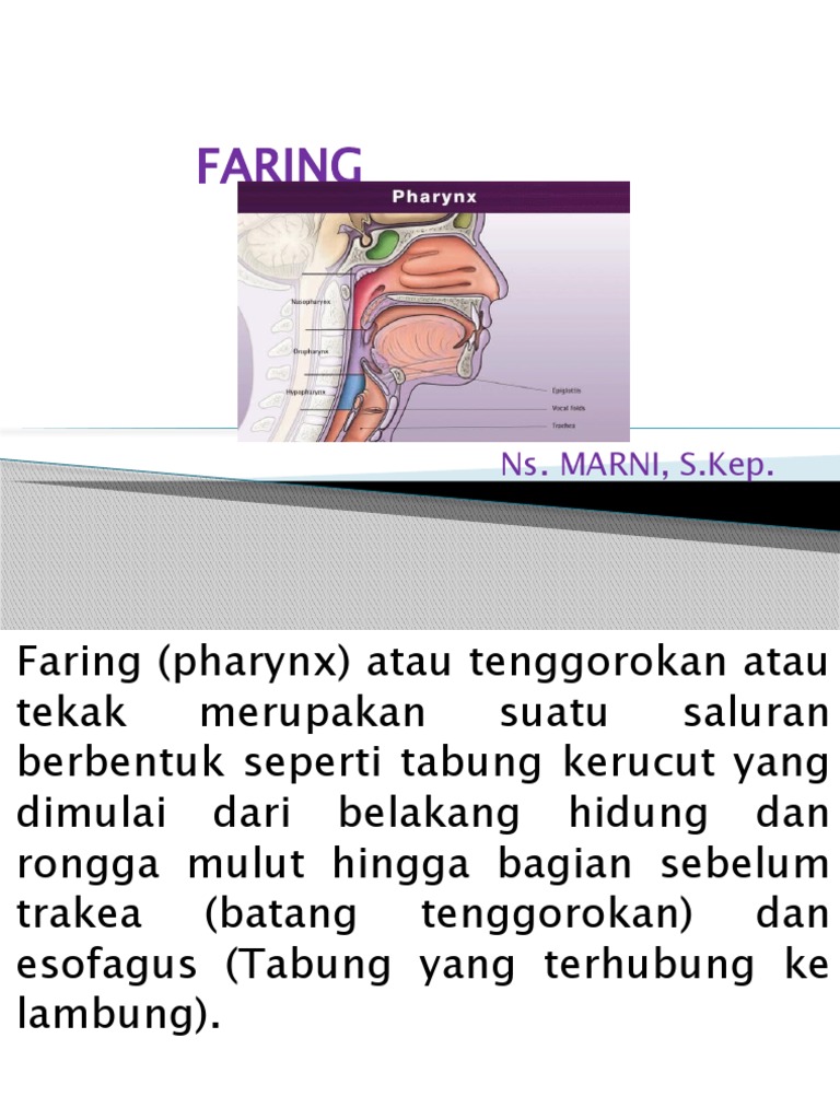 Struktur dan Fungsi Faring Manusia | PDF