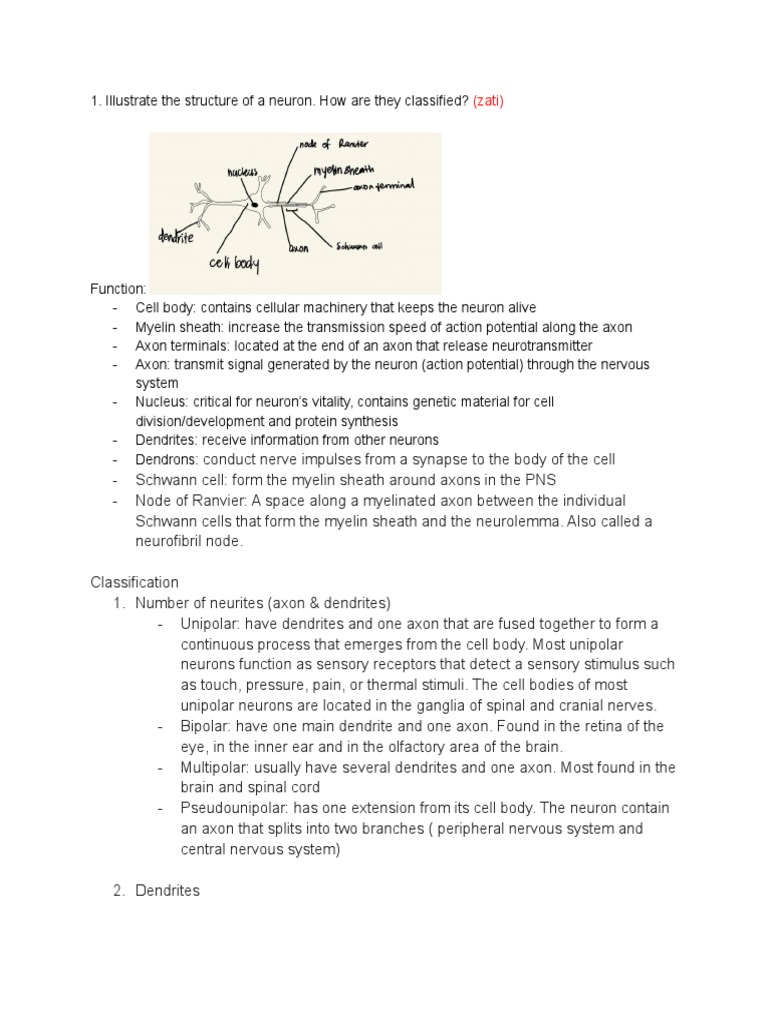 PHC 513 Flipped Class Question | PDF | Action Potential | Neuron