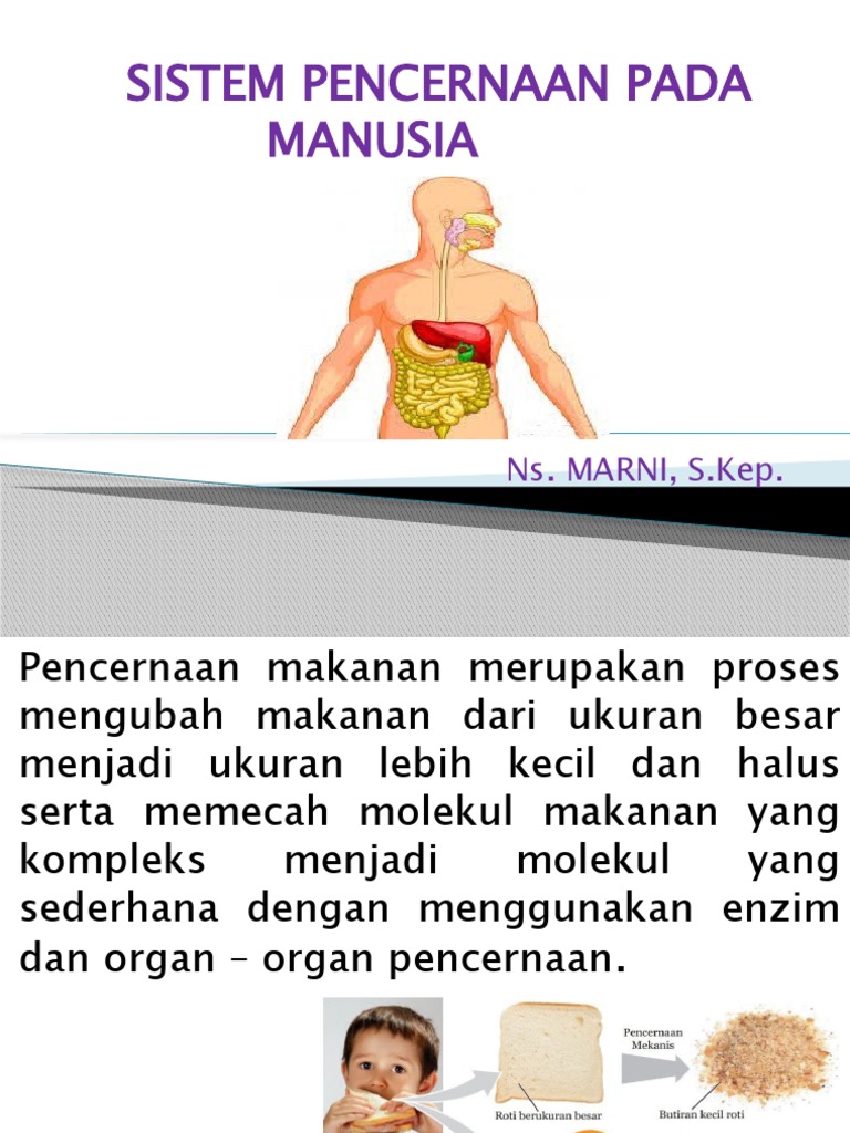 Sistem Pencernaan Pada Manusia | PDF