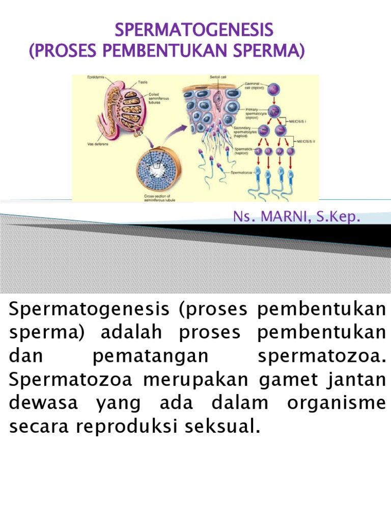 Spermatogenesis (Proses Pembentukan Sperma) | PDF