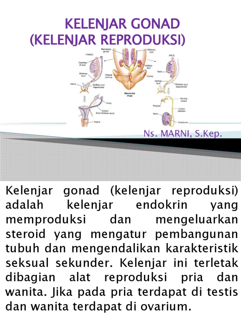 Kelenjar Gonad (Kelenjar Reproduksi) | PDF