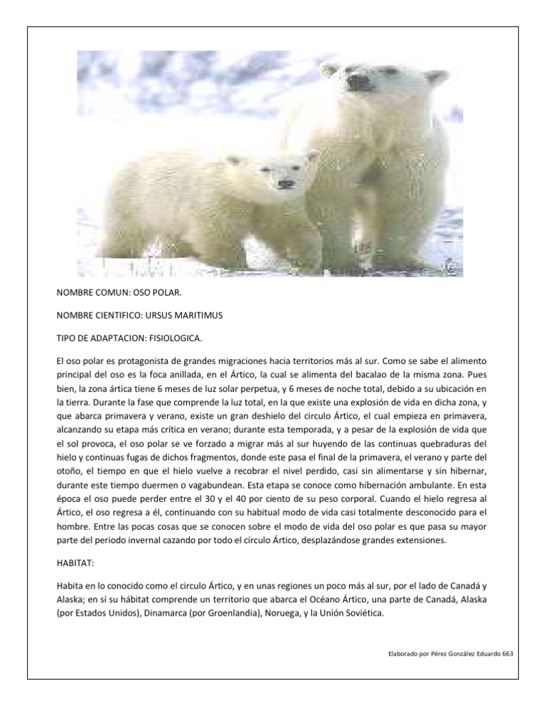 Adaptaciones Oso Polar