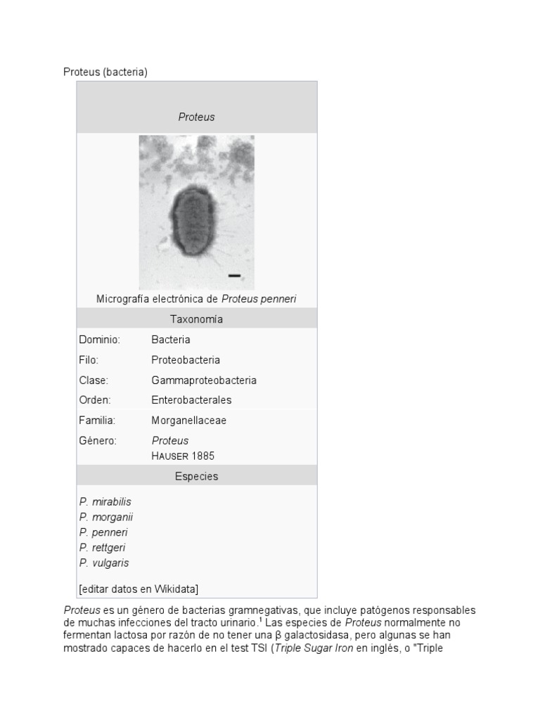 Proteus | PDF | Las bacterias | Organismos