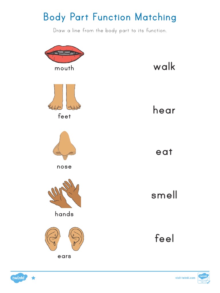 Body Parts Function Matching Activity | PDF | Nervous System | Medical ...