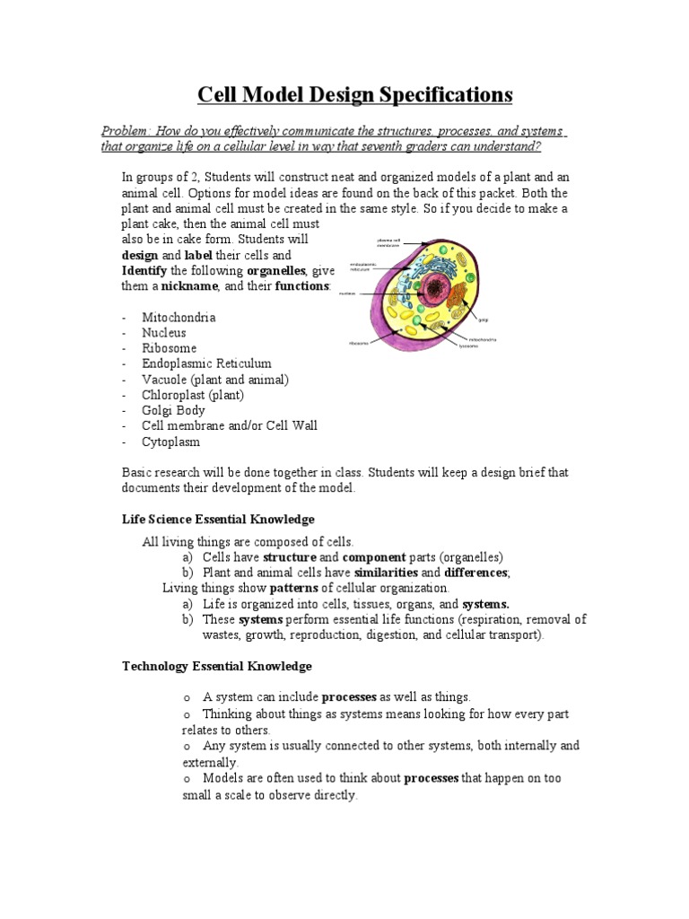 A Cellular Exploration: Designing Models to Teach Organelle Structures ...