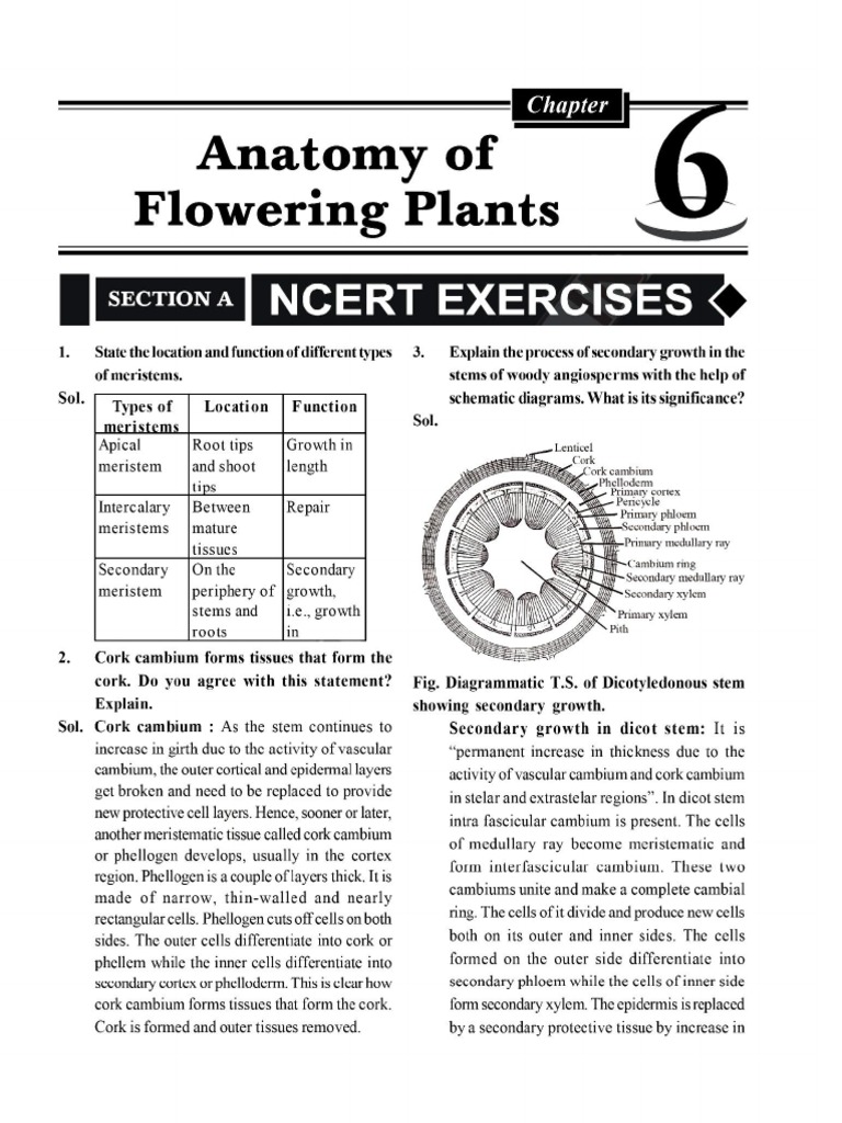 Anatomy in Flowering Plant | PDF