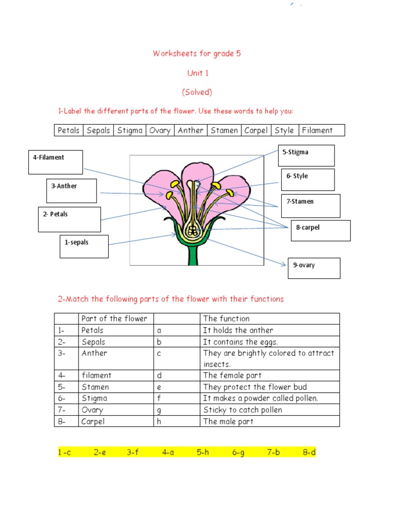 Parts of a Flower Worksheet for Grade 5 | PDF | Flowers | Petal