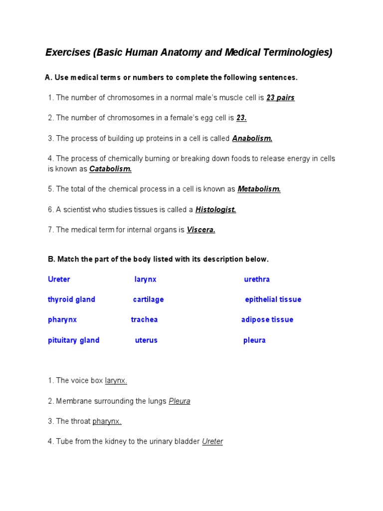 Exercises (Basic Human Anatomy and Medical Terminologies) | PDF ...