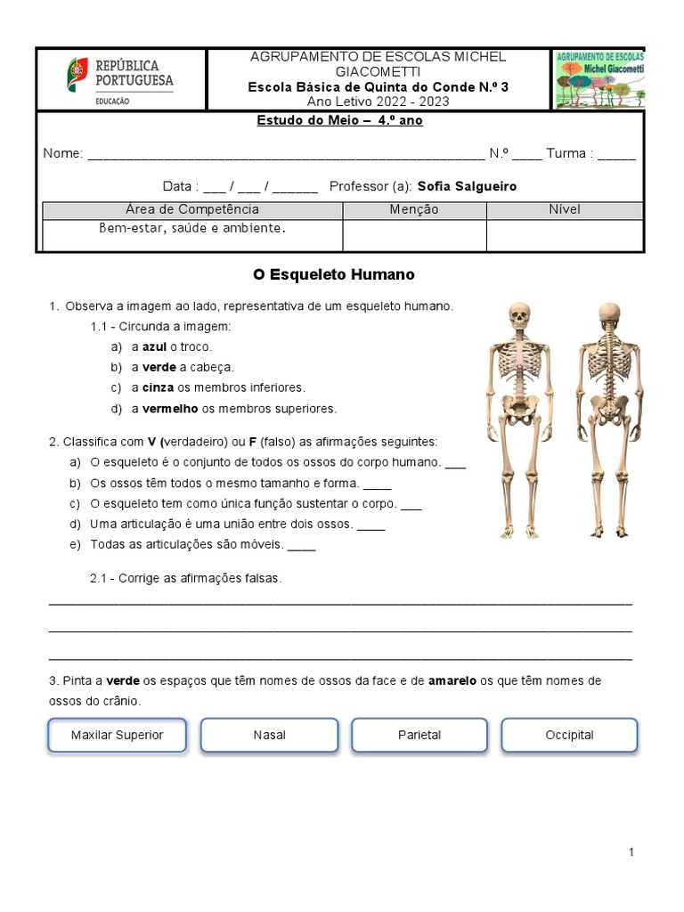 Esqueleto E Músculos Pdf Osso Sistema Locomotor