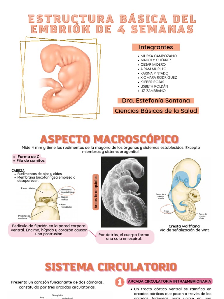 Estructura Básica Del Embrión de 4 Semanas. | PDF | Sistema nervioso ...