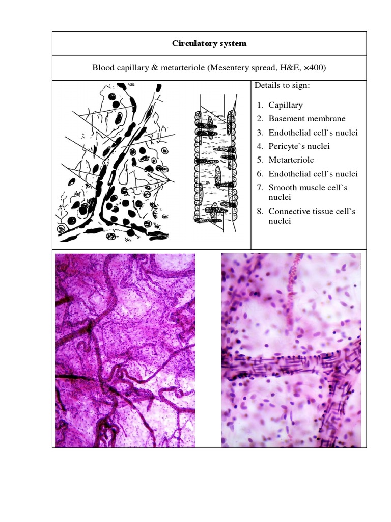 A Comprehensive Overview of the Circulatory System through Histological ...