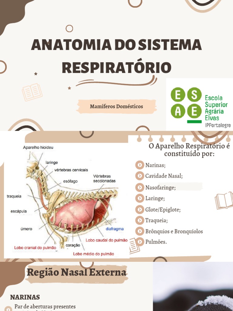 Pratica 9 - Sistema Respiratorio | PDF | Pulmão | Sistema respiratório Pratica 9 - Sistema Respiratorio | PDF | Pulmão | Sistema respiratório
