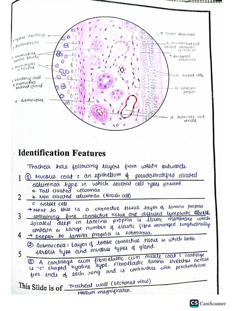 Histology Diagrams | PDF