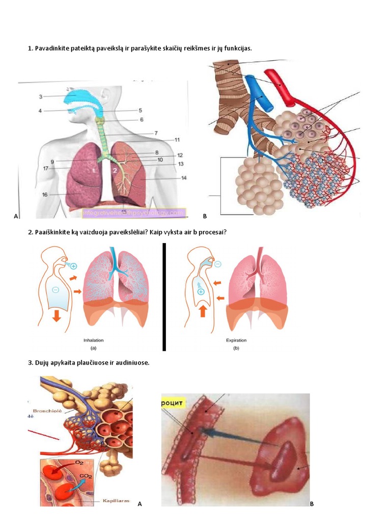 Kvepavimo Sistemos Sandara | PDF