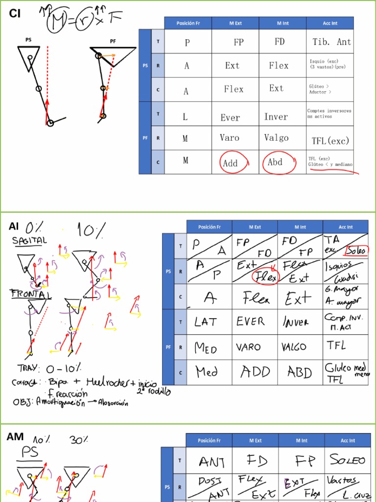 Análisis Cinético de Las Fases de La Marcha Normal Corregido | PDF