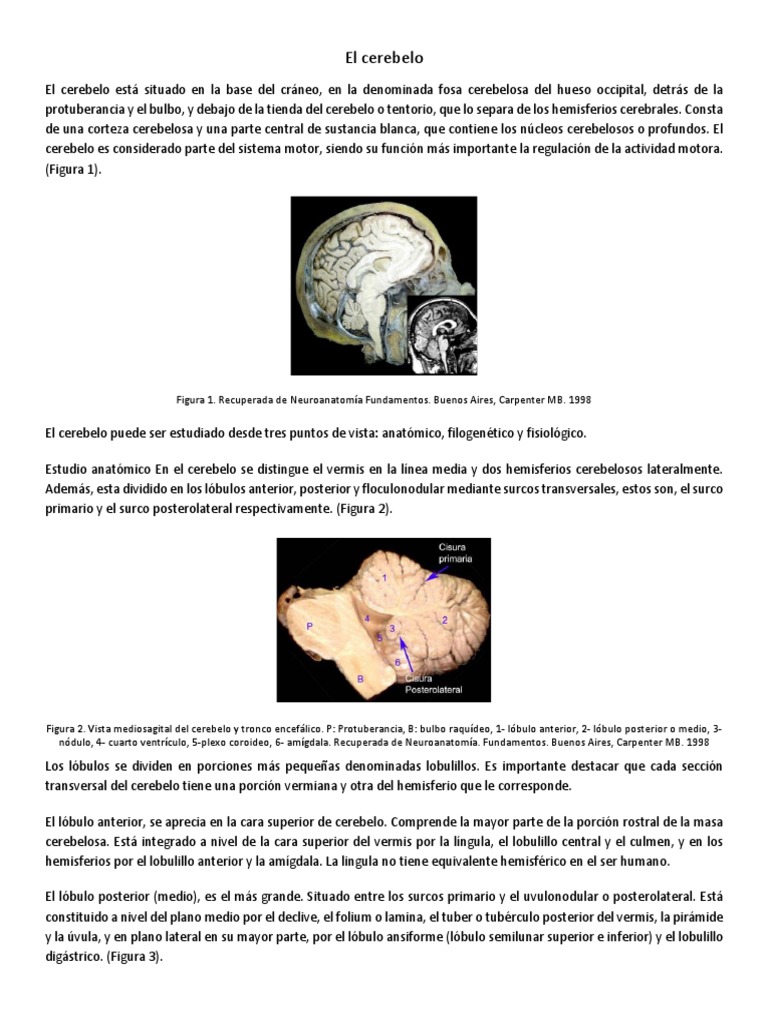El Cerebelo Pdf Cerebelo Neurociencia