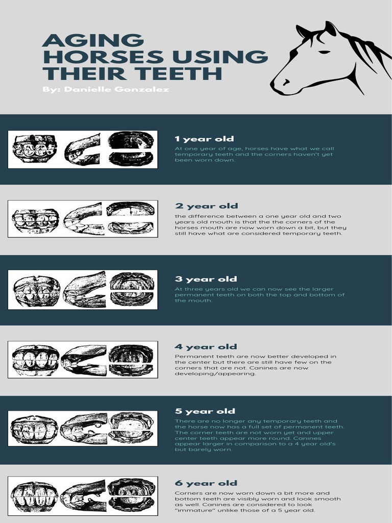 Aging Horses by Their Teeth | PDF | Tooth | Dental Anatomy
