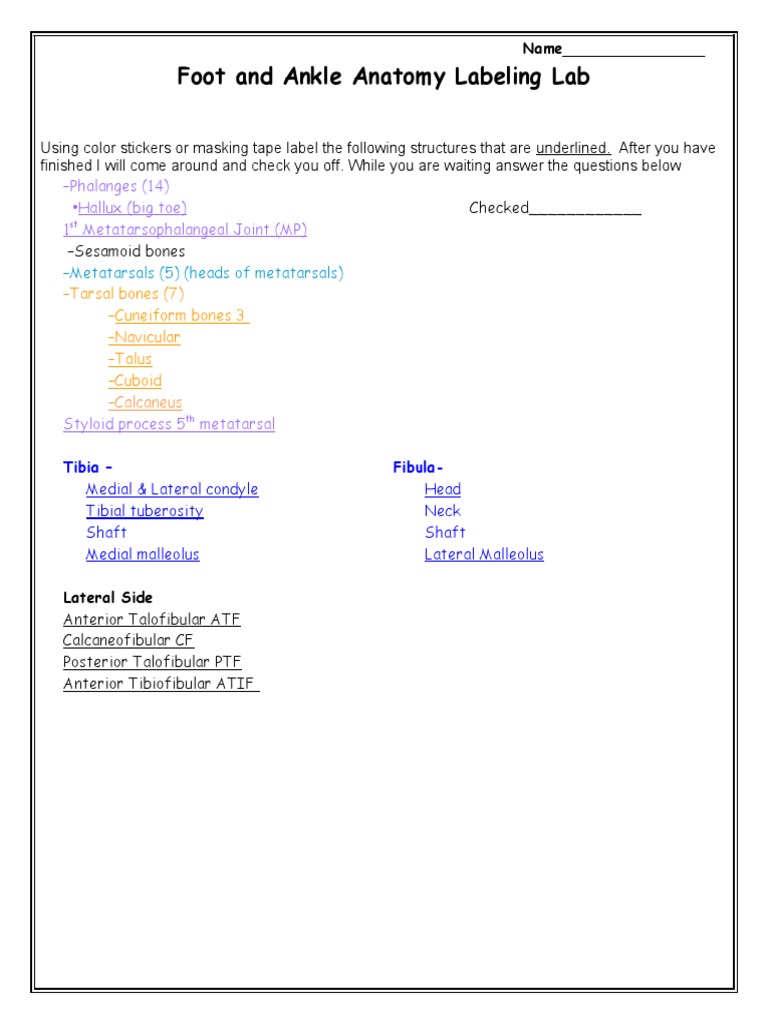 Footand Ankle Anatomy Labeling Lab | PDF | Foot | Ankle