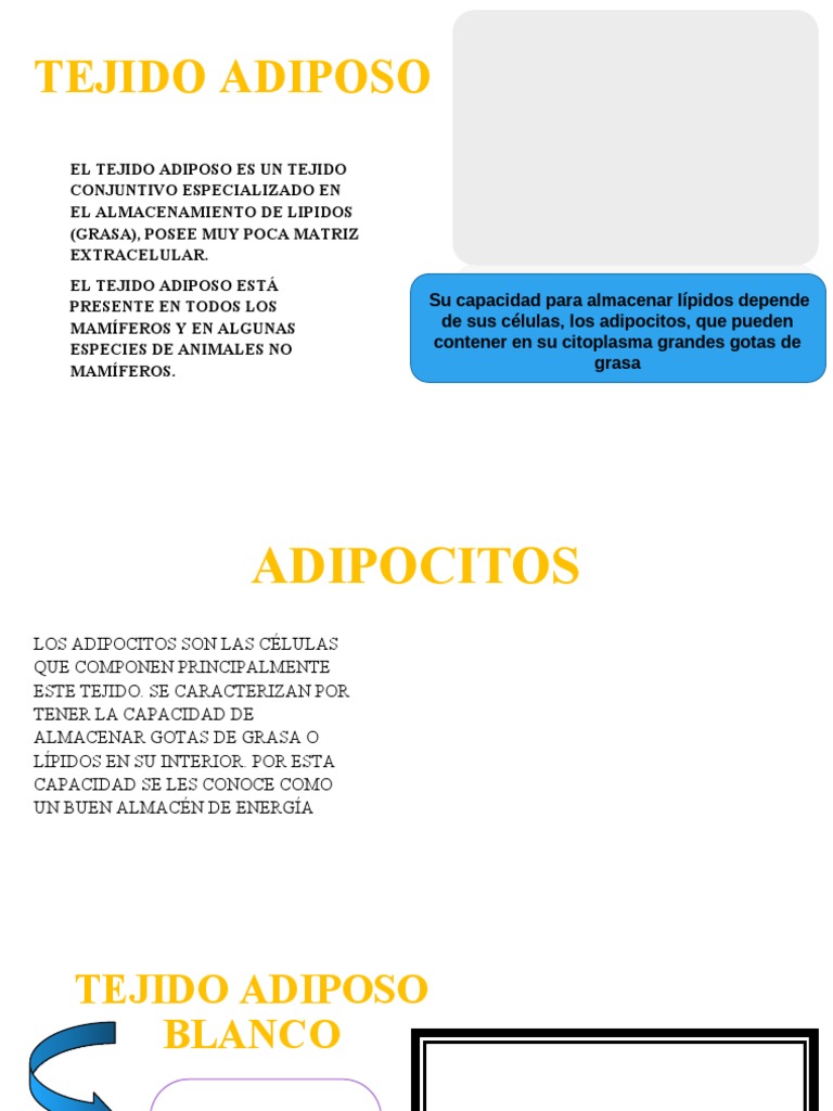 Tejido Adiposo | PDF | Músculo esquelético | Tejido adiposo