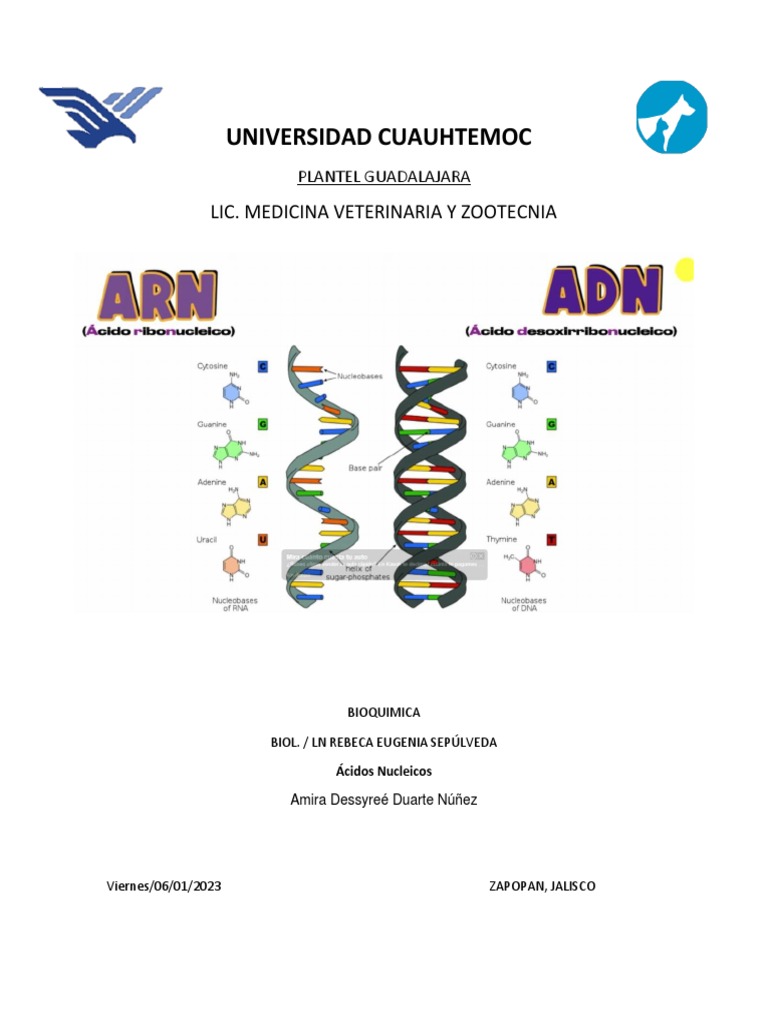 Acidos Nucleicos | PDF | Rna | Adn