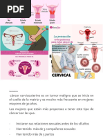 Triptico Cáncer Cervicouterino | PDF | Cáncer de cuello uterino | Cáncer