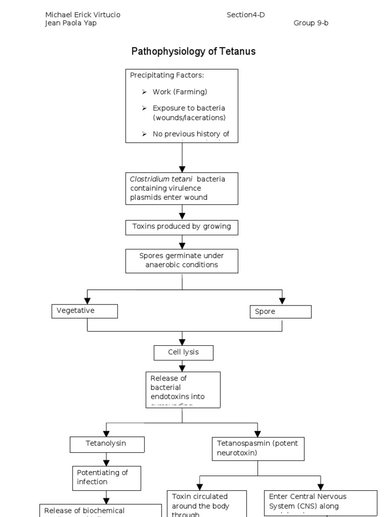 Pathophysiology of Tetanus | PDF | Biology | Nervous System