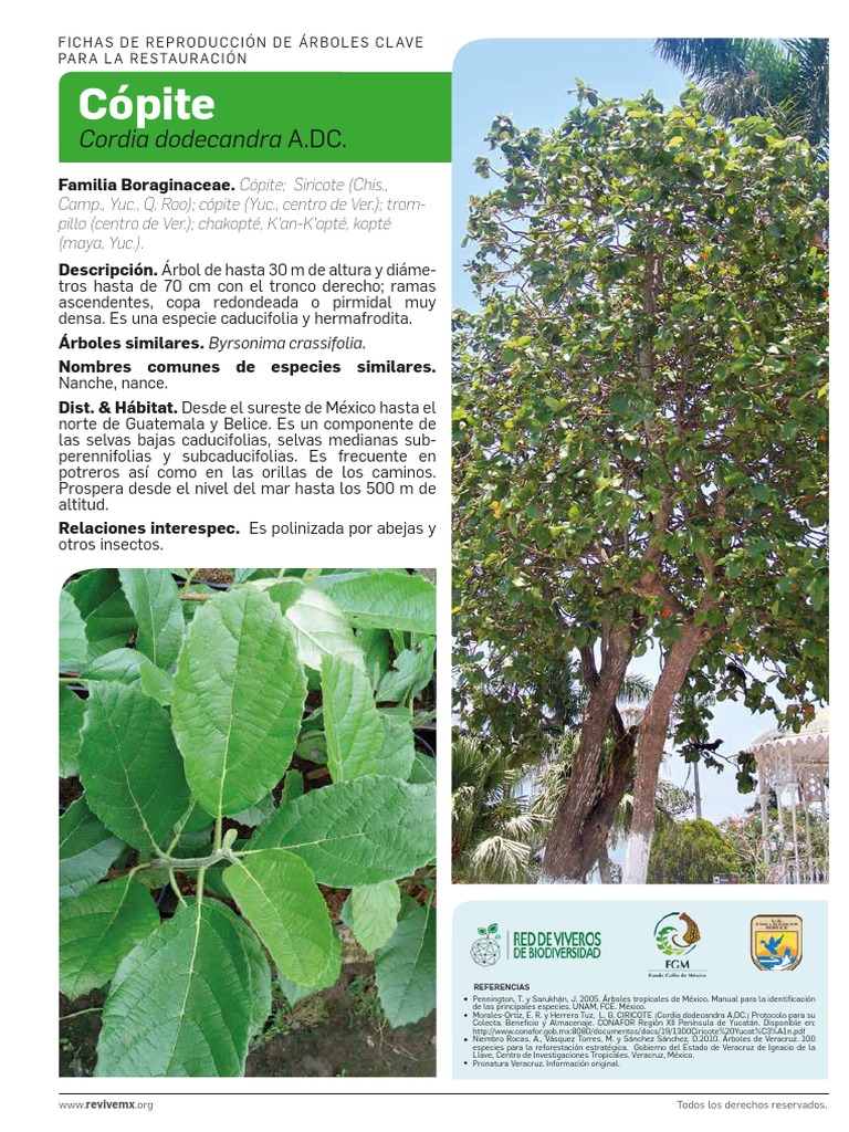 Cordia Dodecandra Copite | PDF | Hoja | Morfología Vegetal