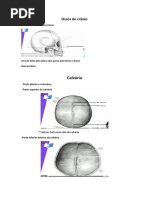 Suturas Do Crânio Resumo | PDF | Anatomia | Anatomia humana