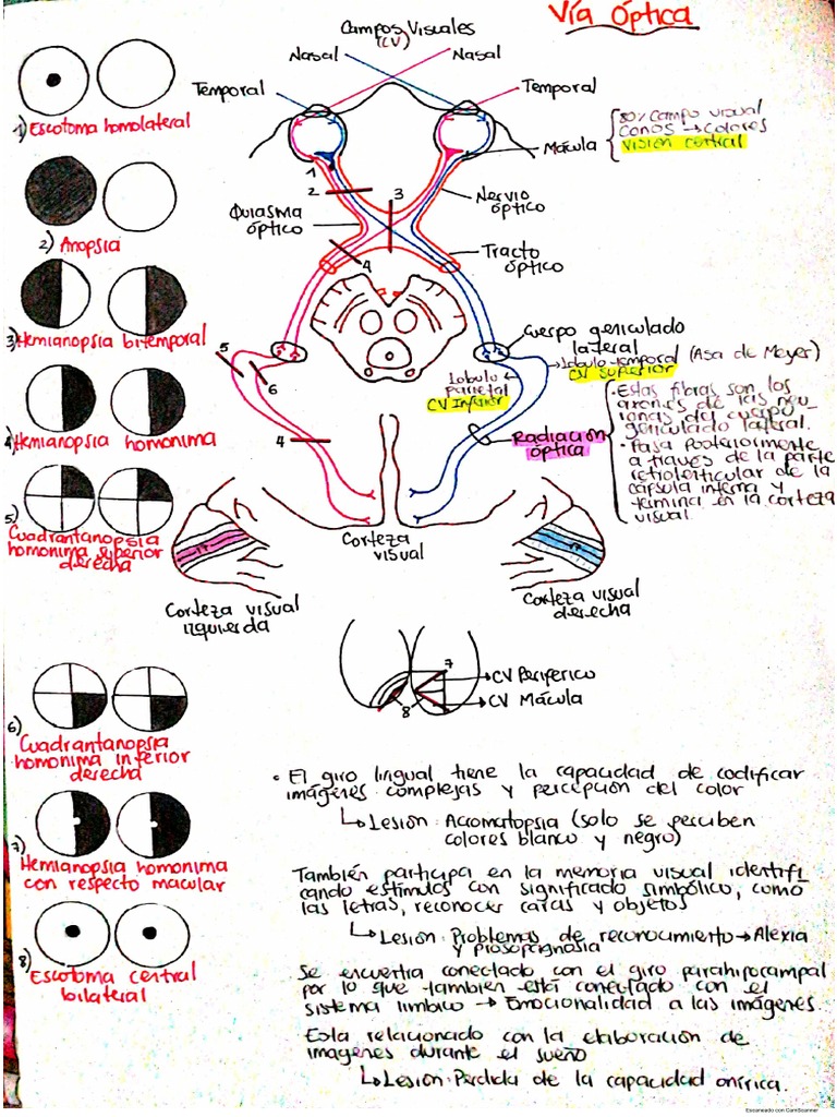 Vía Óptica y Lesiones. | PDF