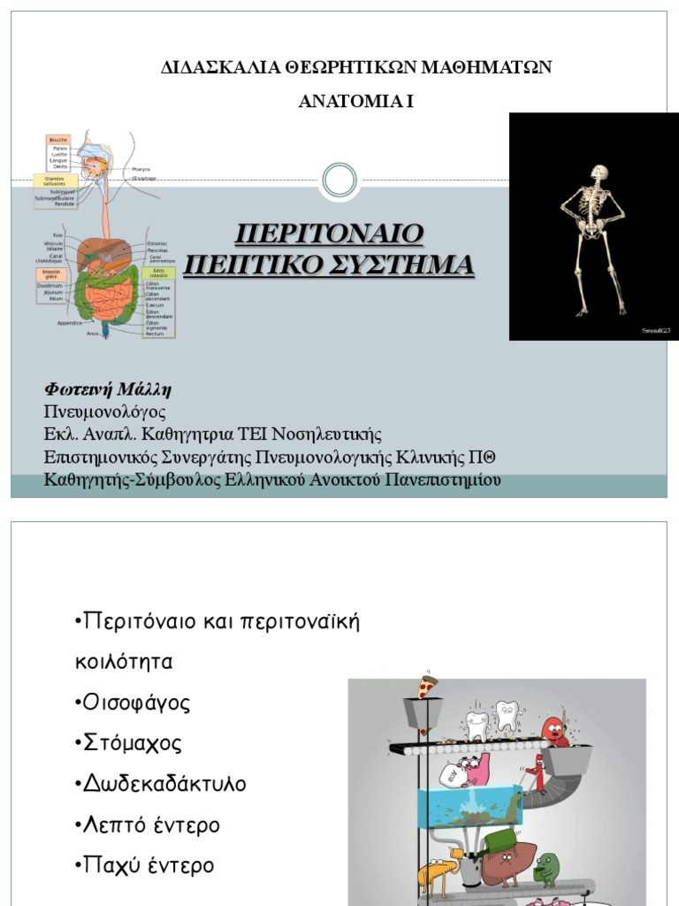 Anatomia Ι ΠΕΠΤΙΚΟ | PDF
