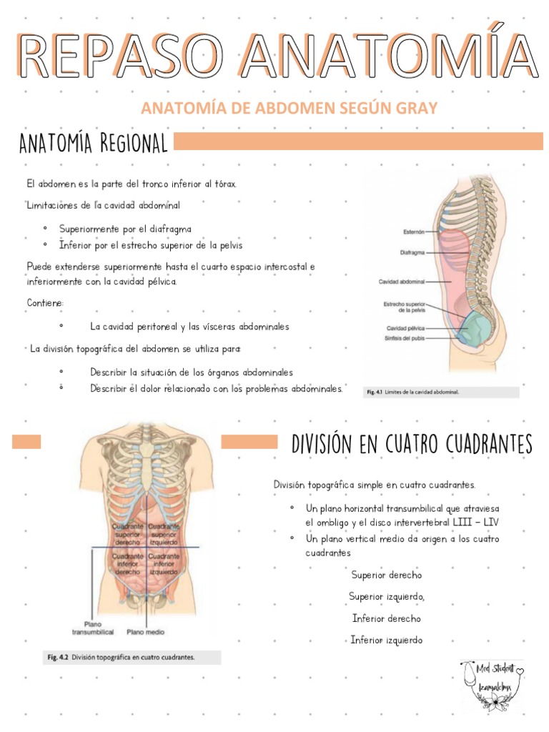 Anatomía y División del Abdomen | PDF | Abdomen | Peritoneo