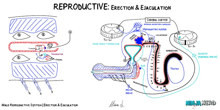 Endocrine Physiology - 25. Male Reproductive System - Erection ...