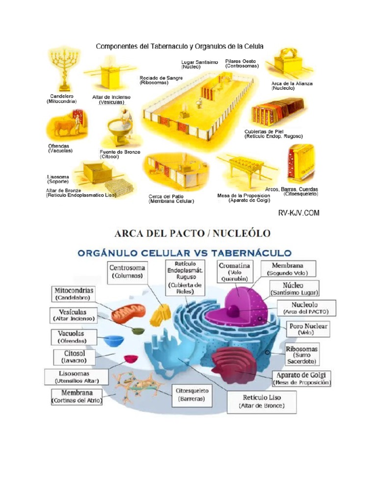 El Ulam, Heikal y El Debir en El Cuerpo | PDF