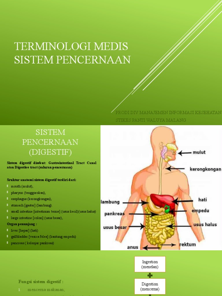 Terminologi Medis Sistem Pencernaan | PDF