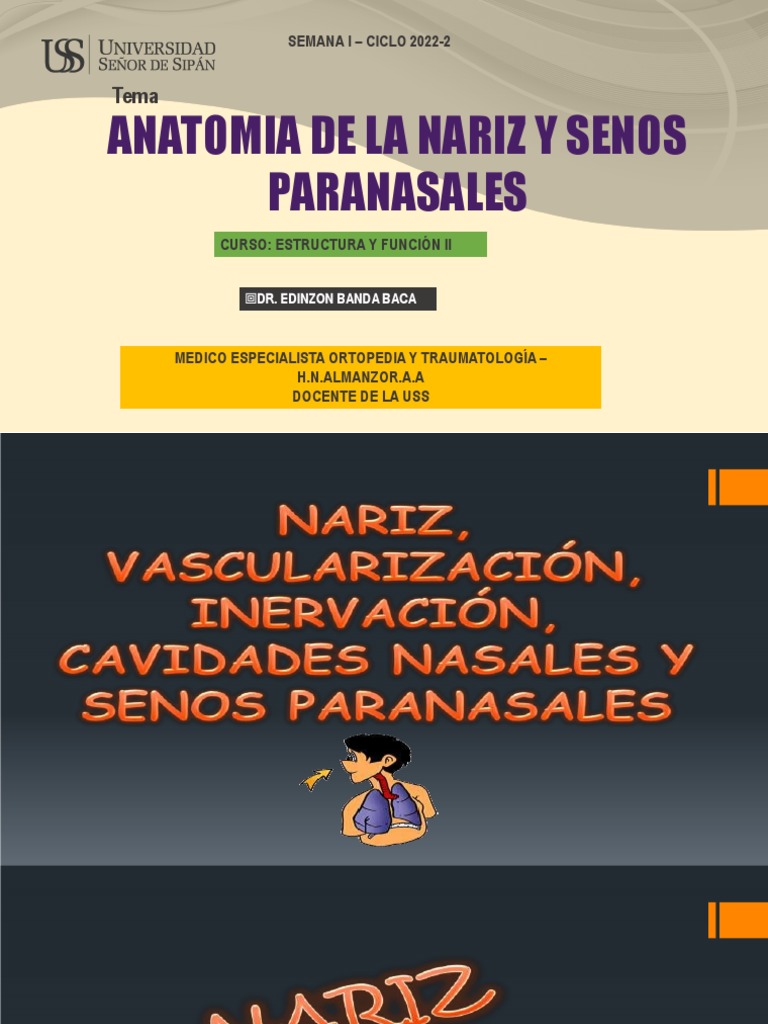 Sistema Respiratorio-Nariz y Senos Paranasales | Descargar gratis PDF | Nariz humana | Rinología